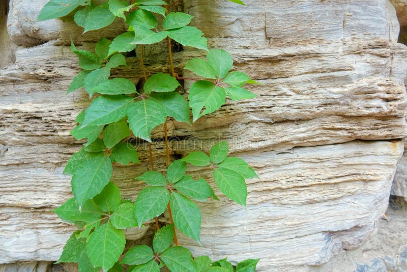 Ivy stock photo. Image of nature, growing, plant, cling - 255663476