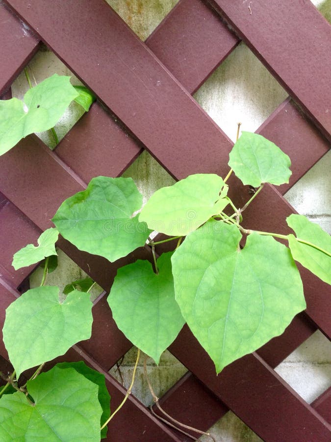 Ivy, the Ivy, Crawler, Climbers, Creeper Stock Image - Image of ...