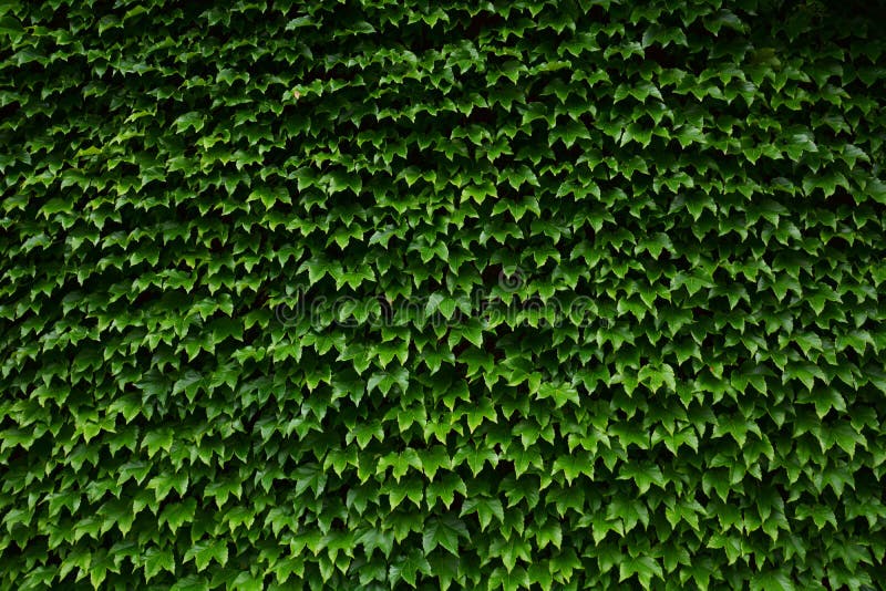 Ivy stock photo. Image of summer, landscape, texture - 119132396
