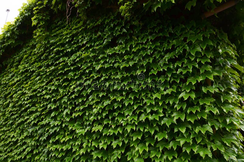 Ivy stock image. Image of japan, texture, nature, ruins - 119132389