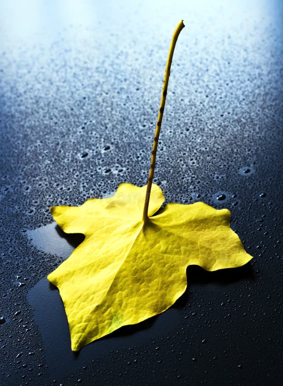 Ivy leaf stock image. Image of macro, ecology, leaves - 12125665