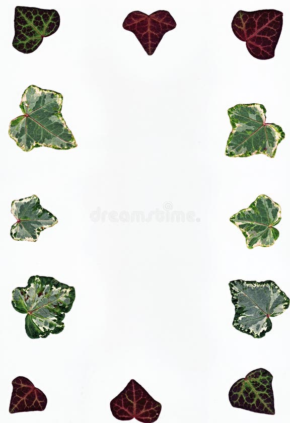 Ivy leaf border stock photo. Image of border, environment - 1755436