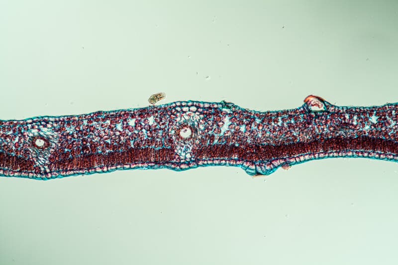 Ivy leaf in cross section stock image. Image of research - 195457411