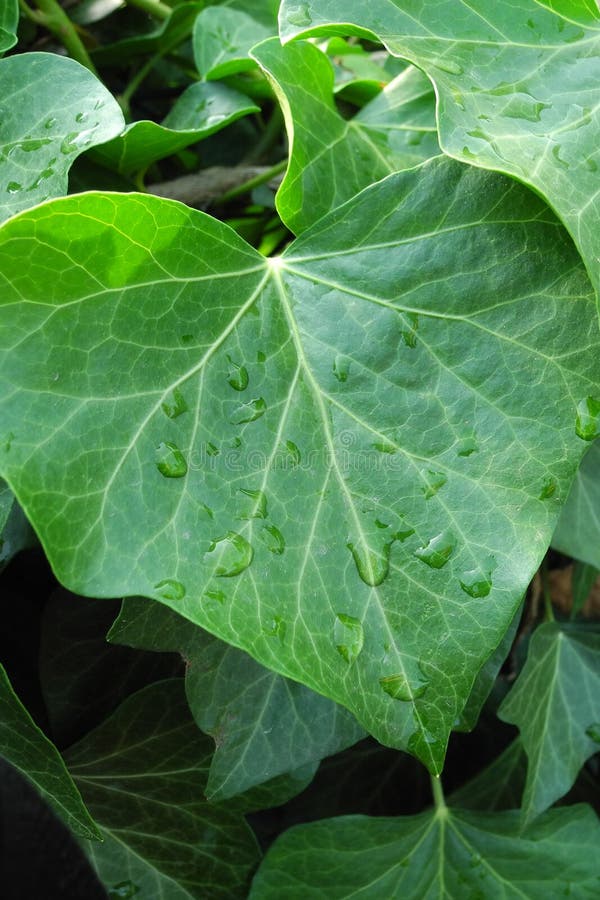 Ivy Leaf (hedera Helix) after the Rain in the Morning Stock Photo ...