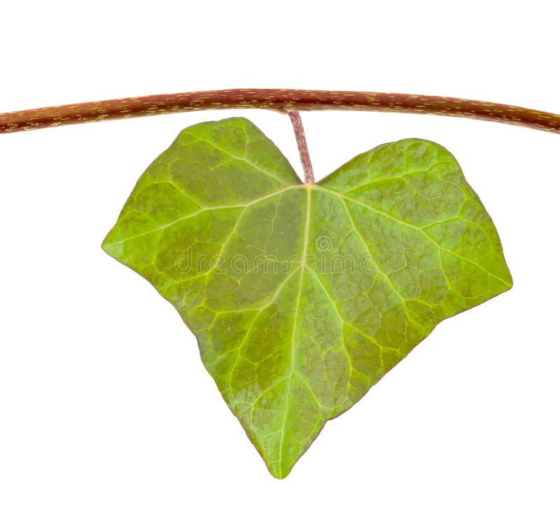 Ivy leaf stock image. Image of botany, hedera, creeper - 30080599