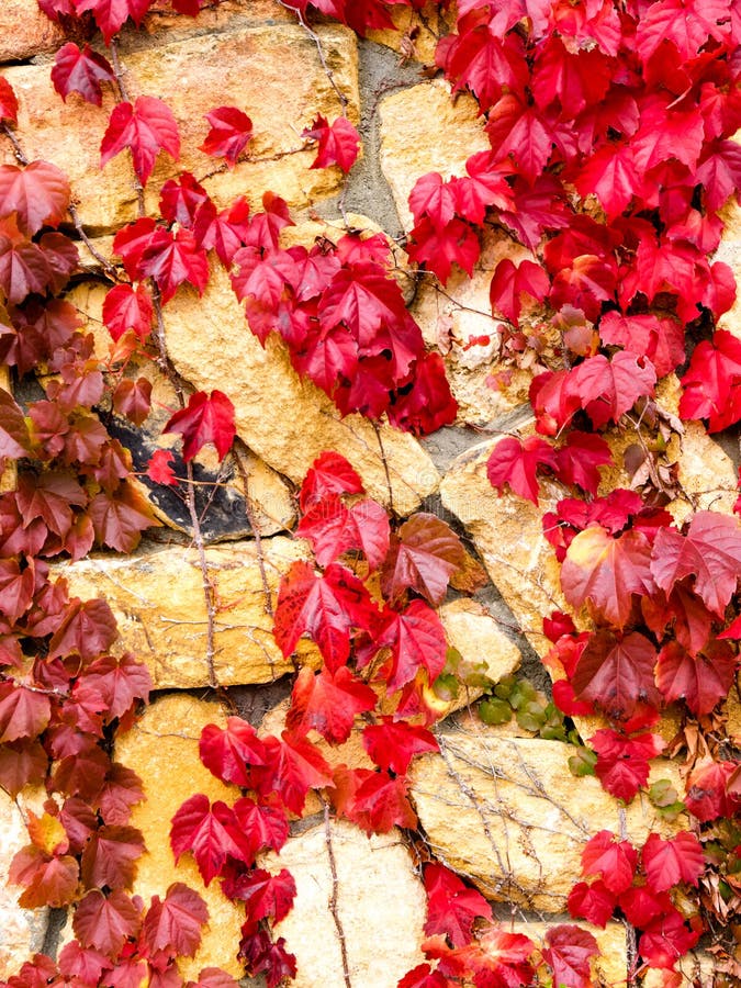 Ivy leaves in autumn stock photo. Image of decoration - 61433100