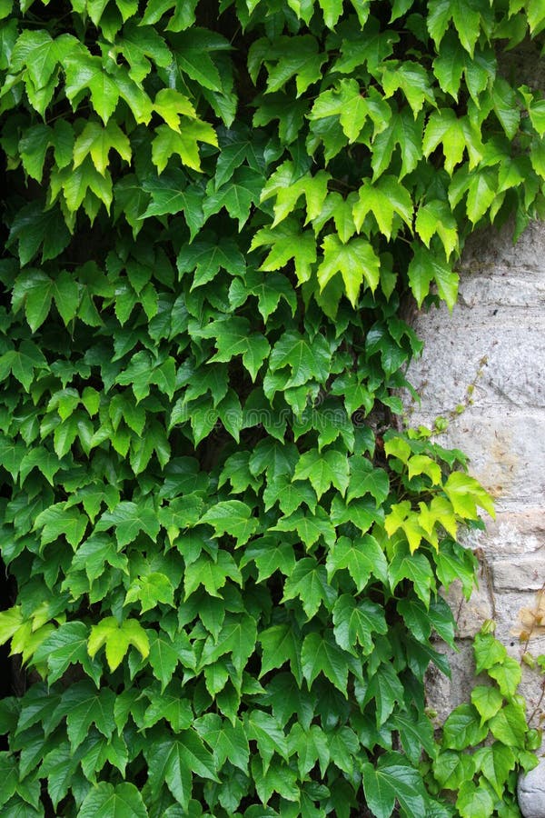 Ivy leaves background stock photo. Image of spring, environmental ...