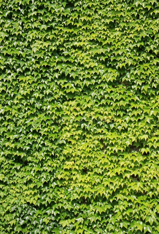 Ivy leaves background stock image. Image of environmental - 92688667