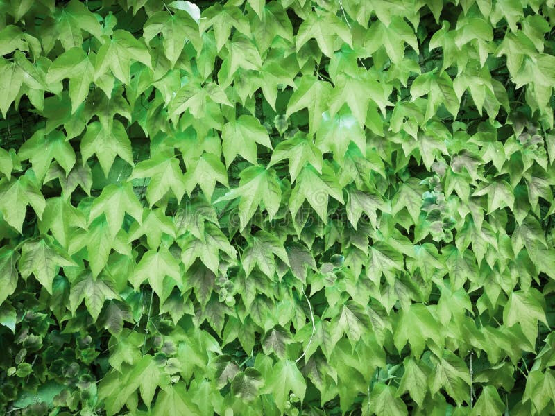 Ivy Leaves Background , Nature Background Stock Image - Image of yellow ...