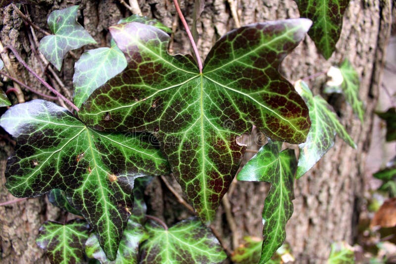 Deciduous Tree Plan View Stock Photos - Free & Royalty-Free Stock ...