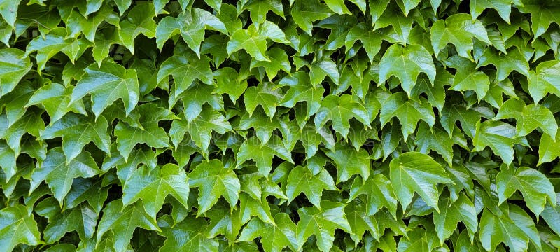 Ivy Leaves Close Up. Green Ivy Wall, Nature Texture. Nature Background ...
