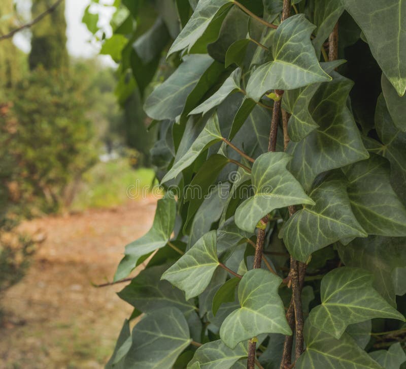 Ivy Leaves Covering a Column in the Park Stock Image - Image of design ...