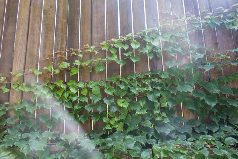 Ivy Leaves Draped Over a Bright Wooden Wall. Stock Image - Image of ...
