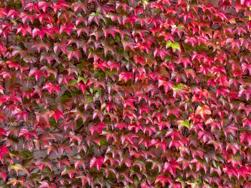 Ivy Leaves Fall in Red in Autumn Stock Photo - Image of season, foliage ...