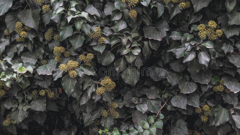 Ivy texture stock photo. Image of environment, texture - 102363538