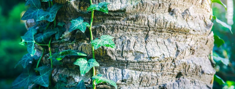 Ivy Leaves on the Palm Trees. Nature Texture Background Stock Photo ...