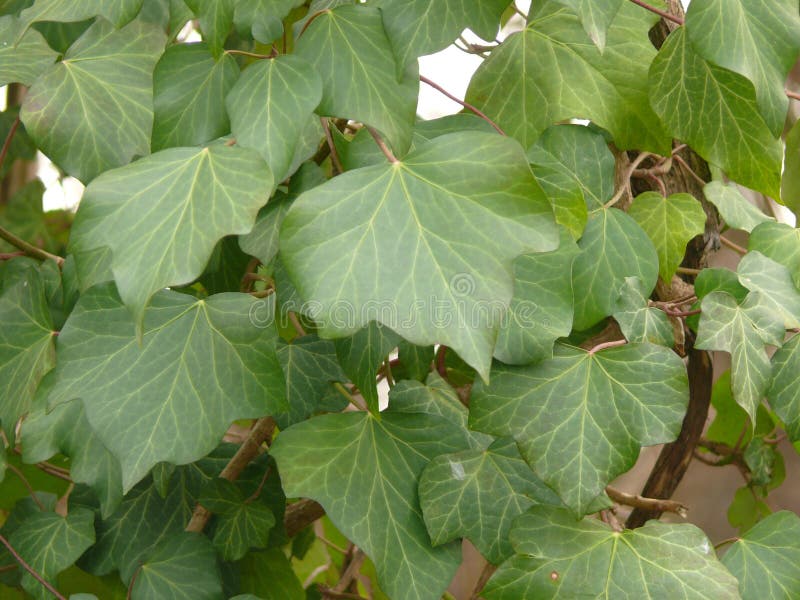 Ivy leaves stock image. Image of pattern, growth, leaves - 271115763