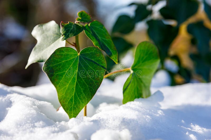Ivy Leaves in Snow and Winter Stock Image - Image of leaves, foliage ...