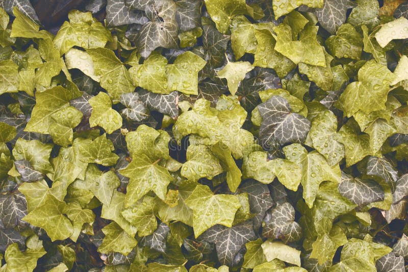 Ivy leaves texture stock image. Image of close, green - 60109947