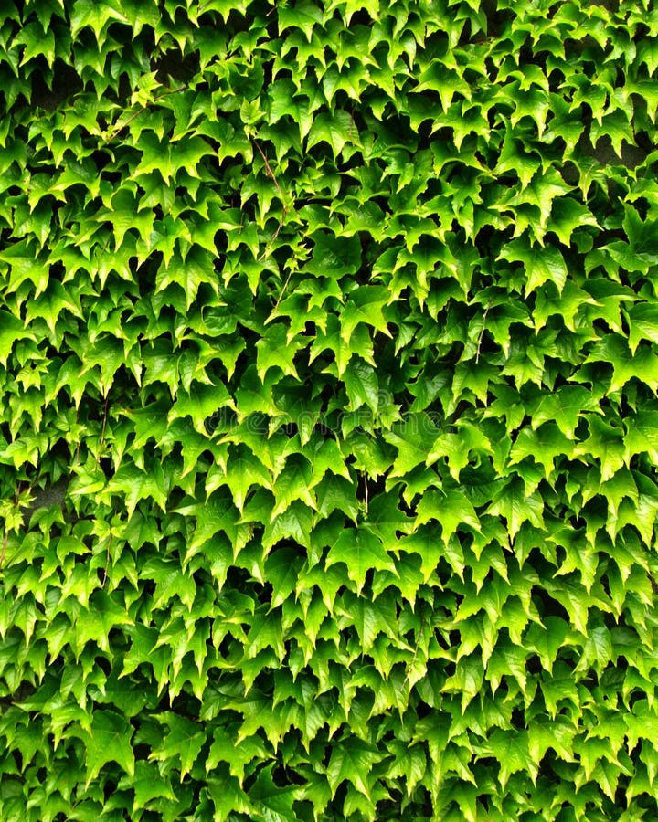 IVY Leaves very colorful stock image. Image of abstract - 79531777