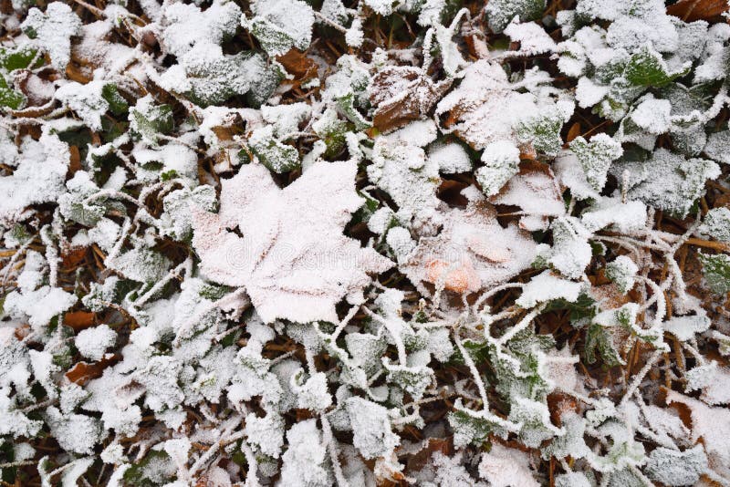 Ivy and a Maple Leaf Covered in Rime Stock Photo - Image of leaf ...