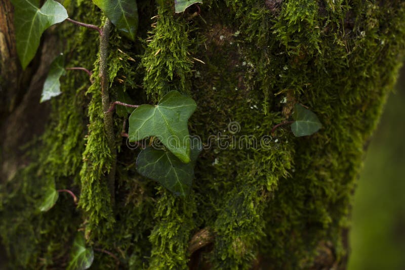 Ivy and moss stock image. Image of wild, vegetation, barkm - 95777727