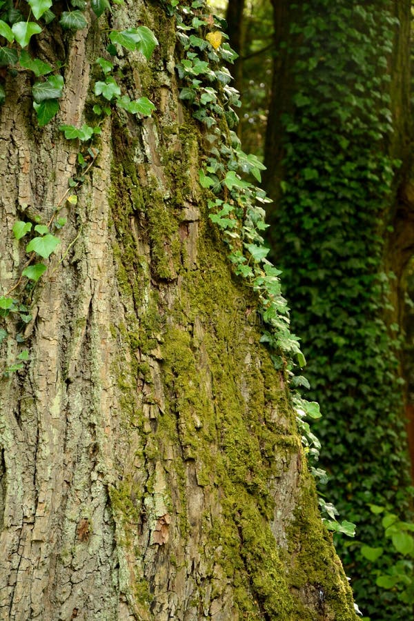 Ivy and moss on tree trunk stock photo. Image of flora - 55011428
