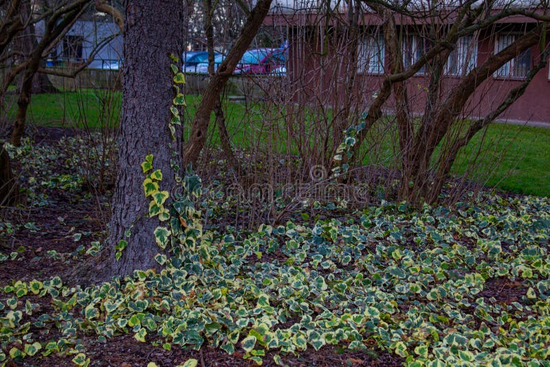 Ivy in the Park Climbing a Tree. Stock Image - Image of soil, sunlight ...