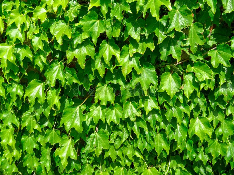 Ivy plant background stock image. Image of fence, foliage - 122493761