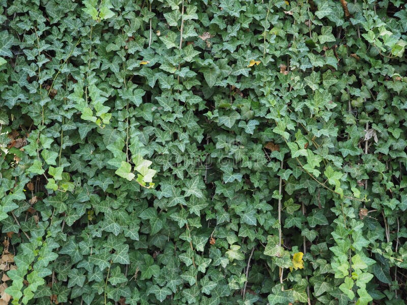 Ivy plant background stock photo. Image of leaves, textured - 257159026