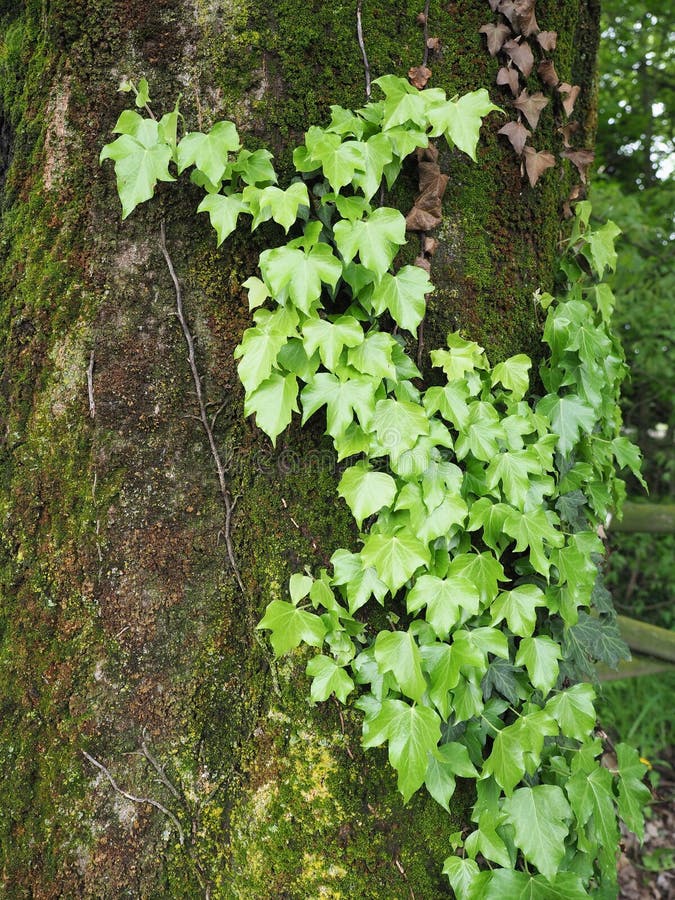 Ivy plant background stock image. Image of leaf, plants - 377194505