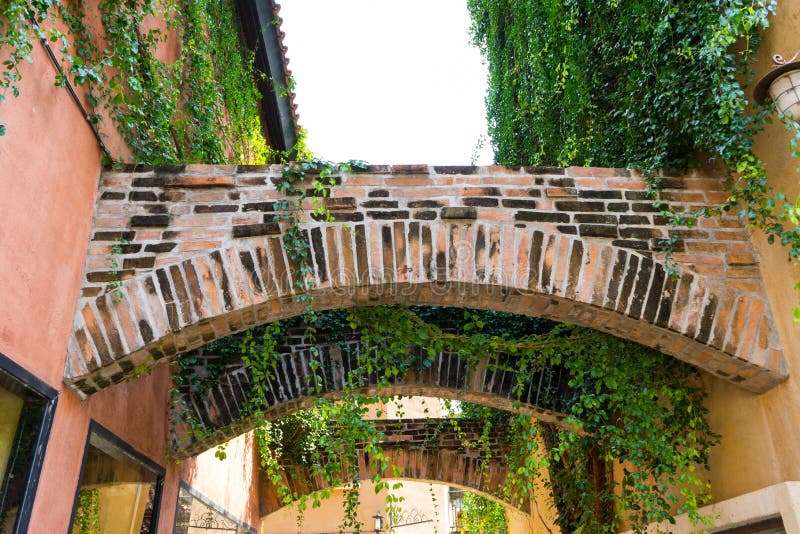 The ivy plant stock photo. Image of orange, western, building - 84533284