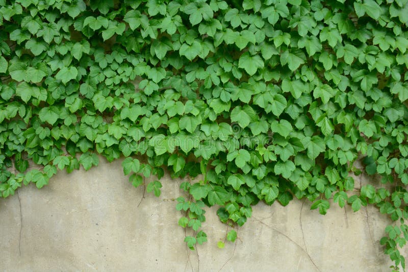 Ivy Plant Covering a Wall with Green Leaves. Stock Photo - Image of ... Ivy Plant Covering a Wall with Green Leaves. Stock Photo - Image of ...
