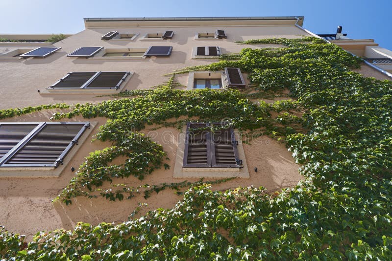 Ivy Plant Covering the Wall of a Residential Building Stock Image ... Ivy Plant Covering the Wall of a Residential Building Stock Image ...