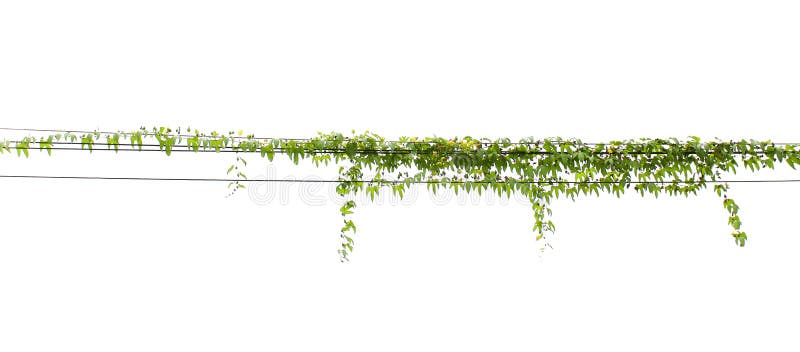 Ivy Plant Hanging on Pole Electric Isolate White Stock Photo - Image of ...