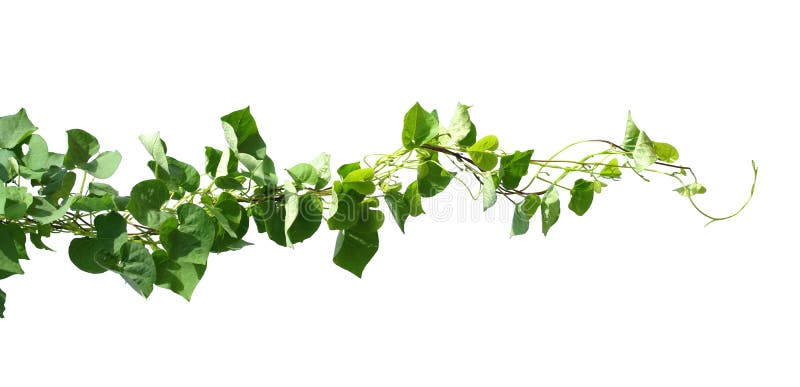 Ivy Plant Isolate on White Background Stock Photo - Image of texture ...