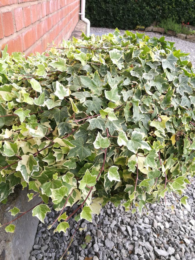 Ivy plant stock image. Image of green, landscapes, flowers - 97738775