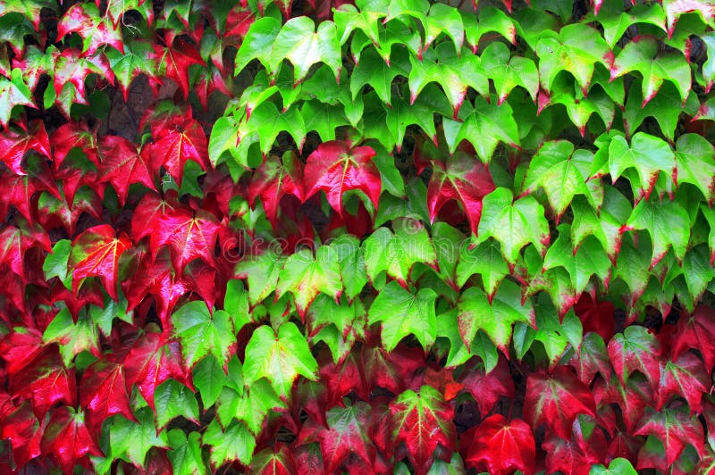 Ivy plants in autumn stock photo. Image of growth, vegetation - 34748074