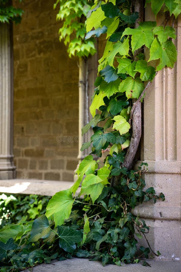 Ivy plants on the column stock image. Image of column - 162354935