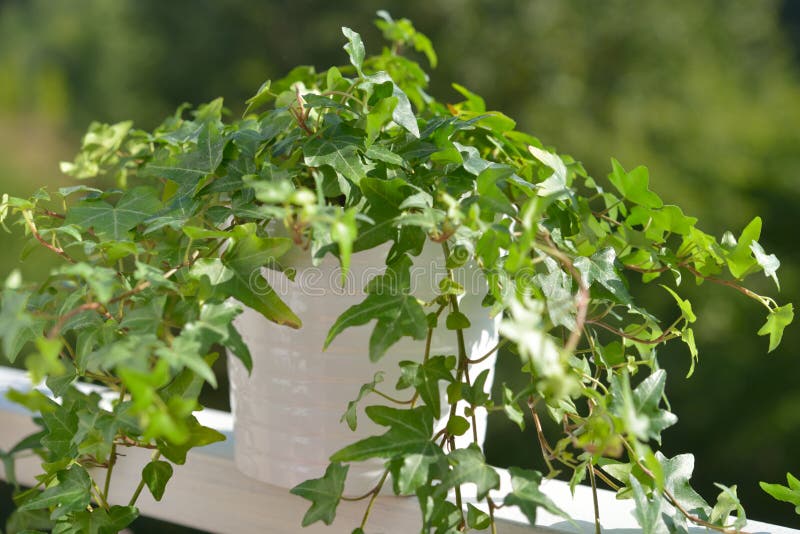 Ivy in a pot stock image. Image of flower, hedera, plant - 44333759