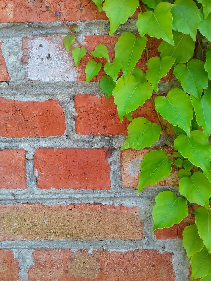 Ivy on a Red Brick Wall. Young Ivy Branches on a Rough Background ...