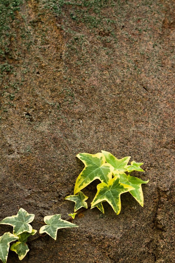 Ivy on a rock stock image. Image of strong, leaf, creeper - 13532259
