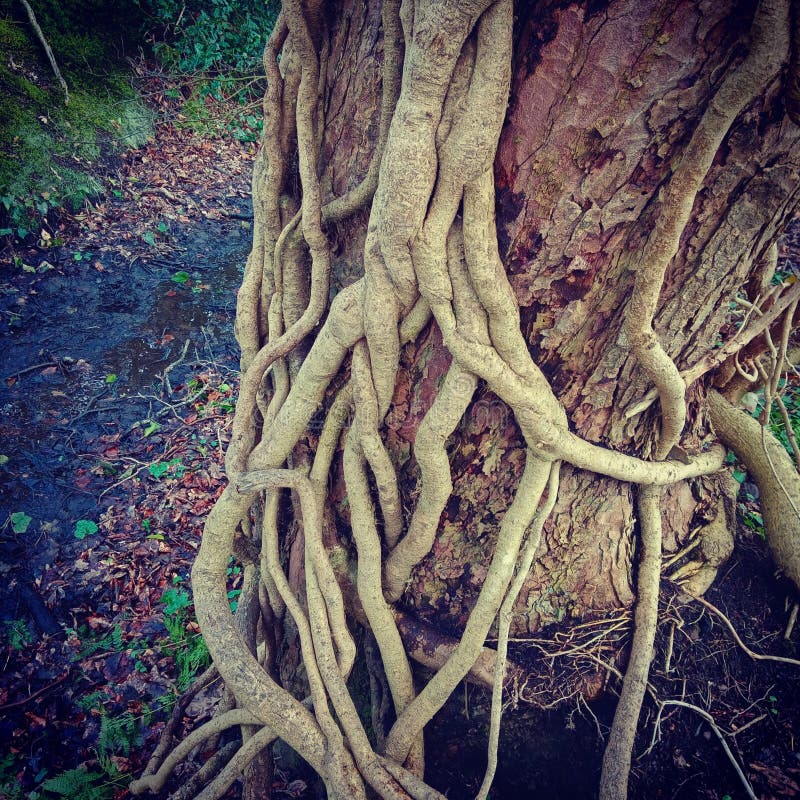 Ivy roots around tree stock photo. Image of wood, darkness - 215770030