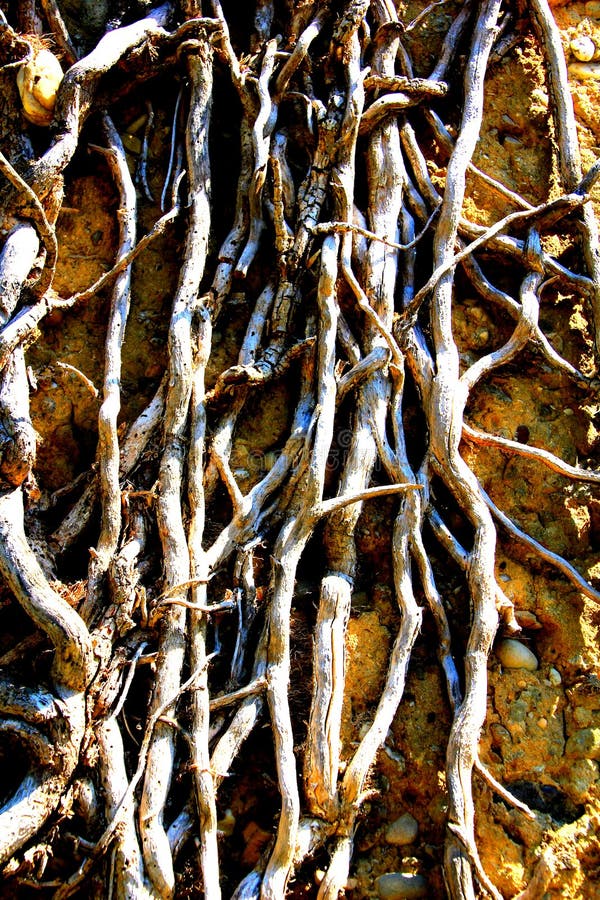 Ivy Roots stock photo. Image of growth, environment, wall - 81602128