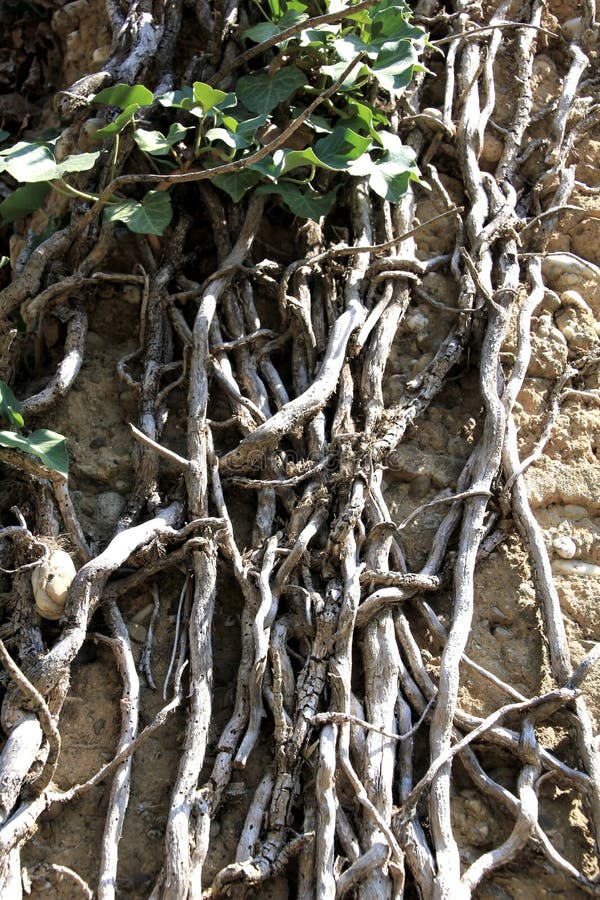 Ivy Roots stock photo. Image of nature, tree, plant, brickwork - 81609116
