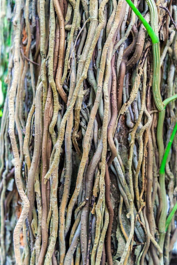 185 Vein Roots Stock Photos - Free & Royalty-Free Stock Photos from ...