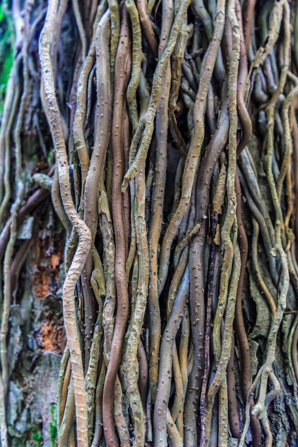 185 Vein Roots Stock Photos - Free & Royalty-Free Stock Photos from ...