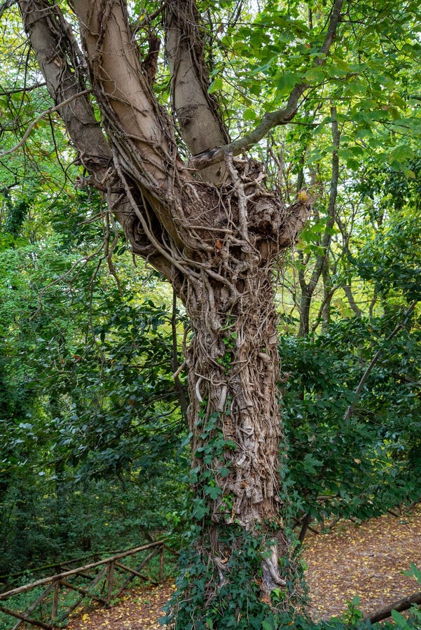 Ivy Roots on a tree trunk stock image. Image of bark - 262738345