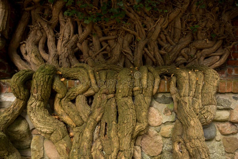 Ivy roots stock image. Image of roots, bark, climbing - 33092187
