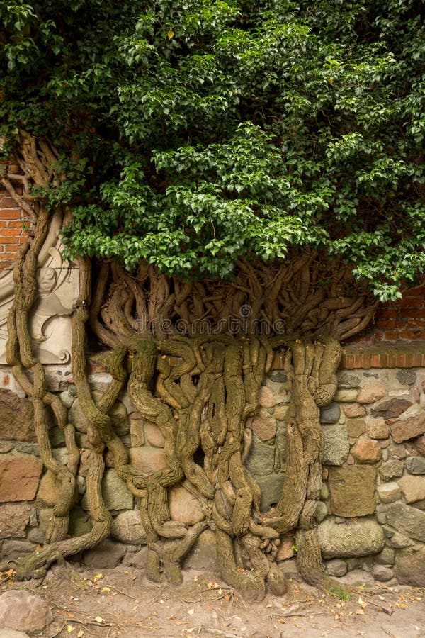 Ivy roots on a wall stock photo. Image of tree, wild - 162983288